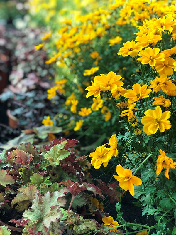 Look Inside Our Store